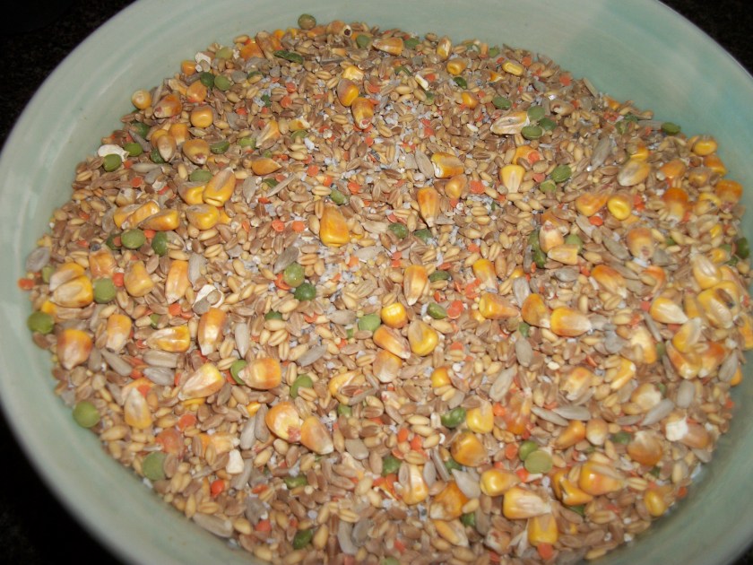whole grain organic chicken feed – Louisa Enright's Blog