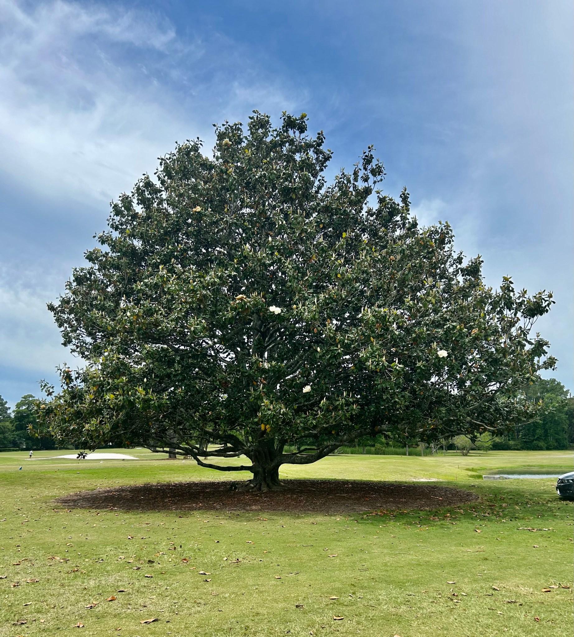 Louisa Enright's Blog – MY LOW COUNTRY ADVENTURE